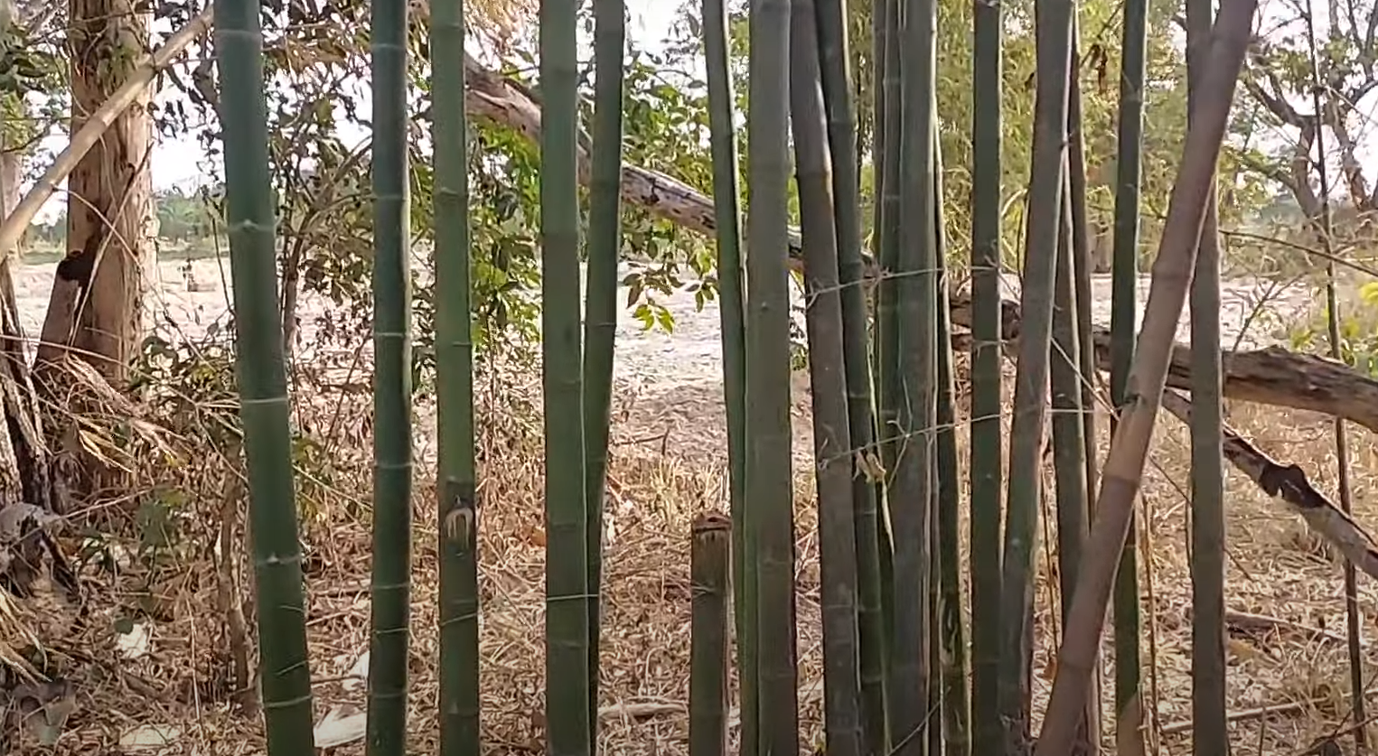 How to Cut Bamboo Sticks Without a Saw? - ToolsProfy
