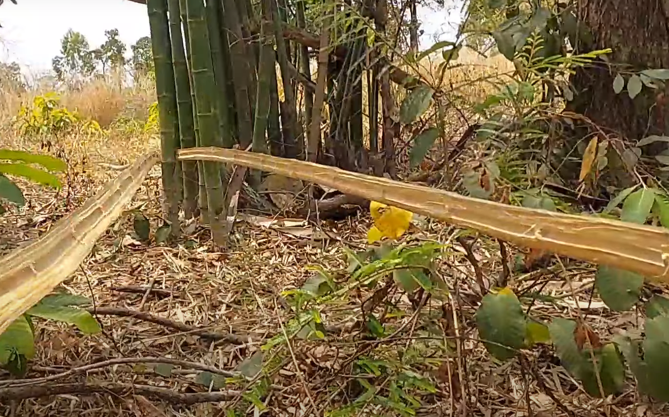 How to Cut Bamboo Sticks Without a Saw? - ToolsProfy